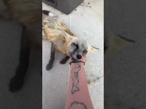 Wishing everyone a marvelous memorial Monday from Milo Fox! - YouTube