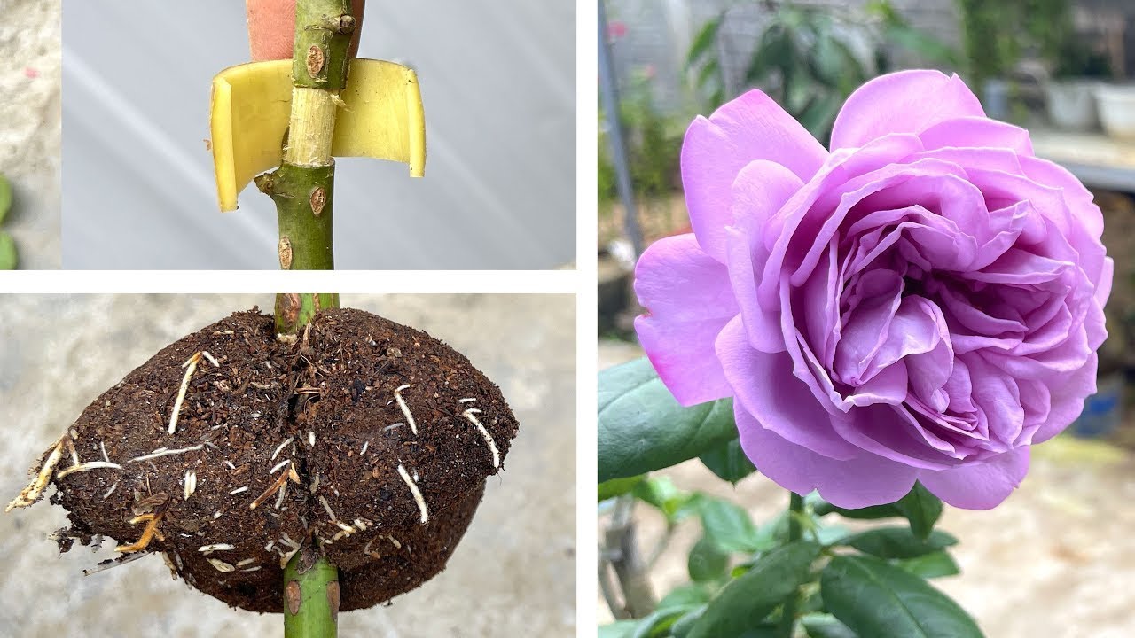 7 tips for breeding roses that few people know | rose plant growing ...