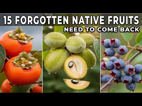 15 Forgotten Native Fruits Foragers Harvested That Need to Come Back ...