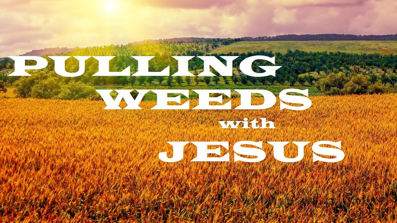 Would You Like to Know More About Jesus? 008 Pulling Weeds with Jesus ...