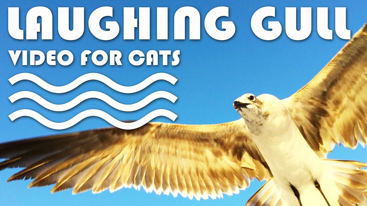 BIRD VIDEO FOR CATS - Laughing Gull | Seagulls. Birds for Cats to Watch ...