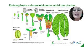 Embriogenese Vegetal Efficient Protocol For In Vitro Propagation Of