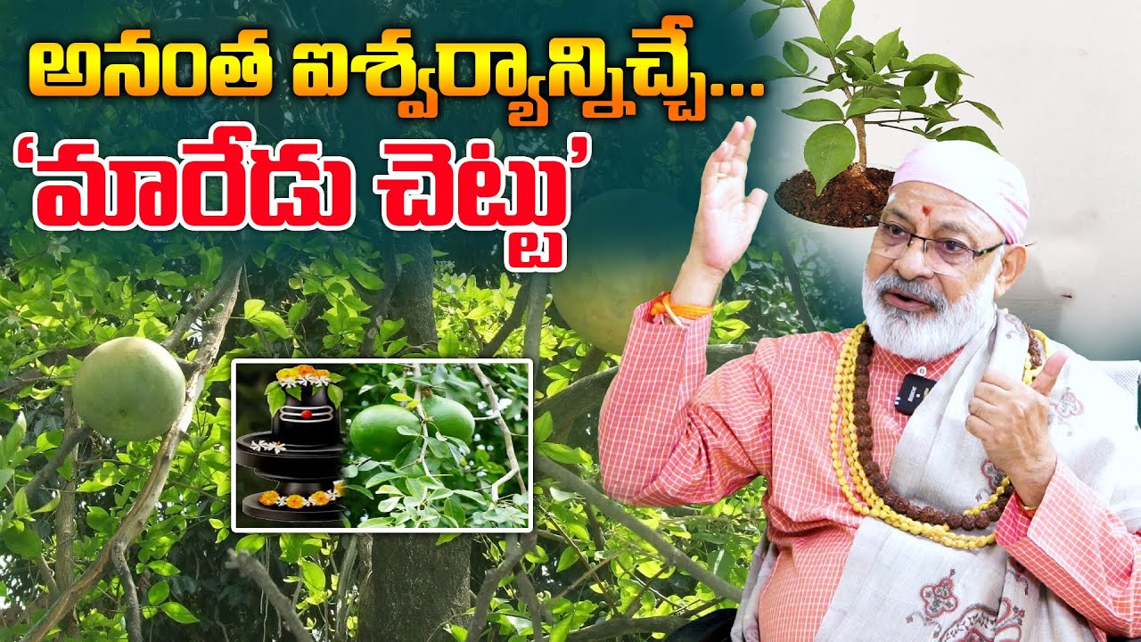 అనంత ఐశ్వర్యాన్నిచ్చే 'మారేడు చెట్టు' | Money Mindset | Bael Tree ...