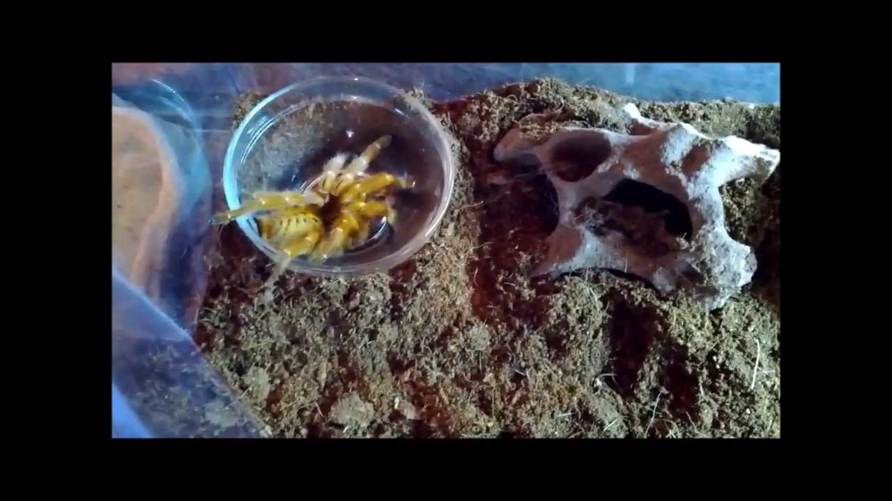 OBT Tarantula Rehouse/Cage Set Up - YouTube