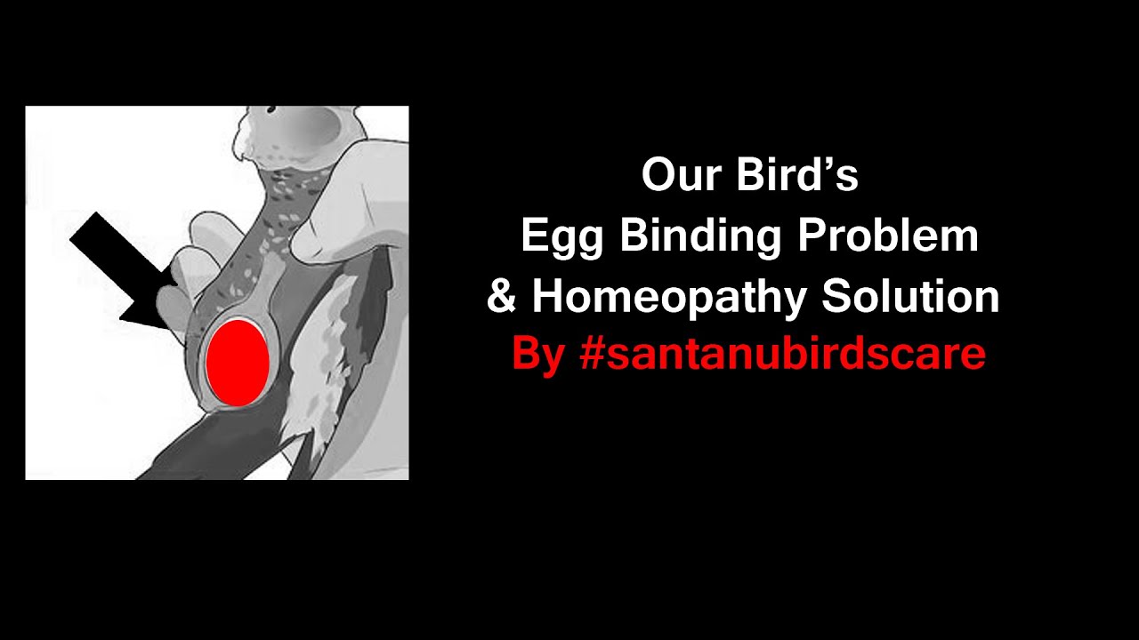 Our Bird’s Egg Binding Problem& Homeopathy Solution? By@santanubirdscare - YouTube