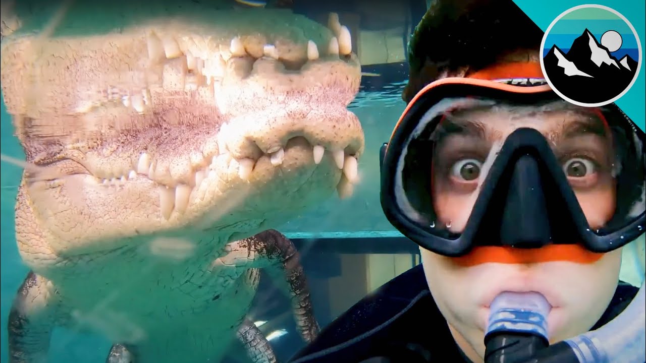 Crazy Crocodile Encounter in Australia! - YouTube