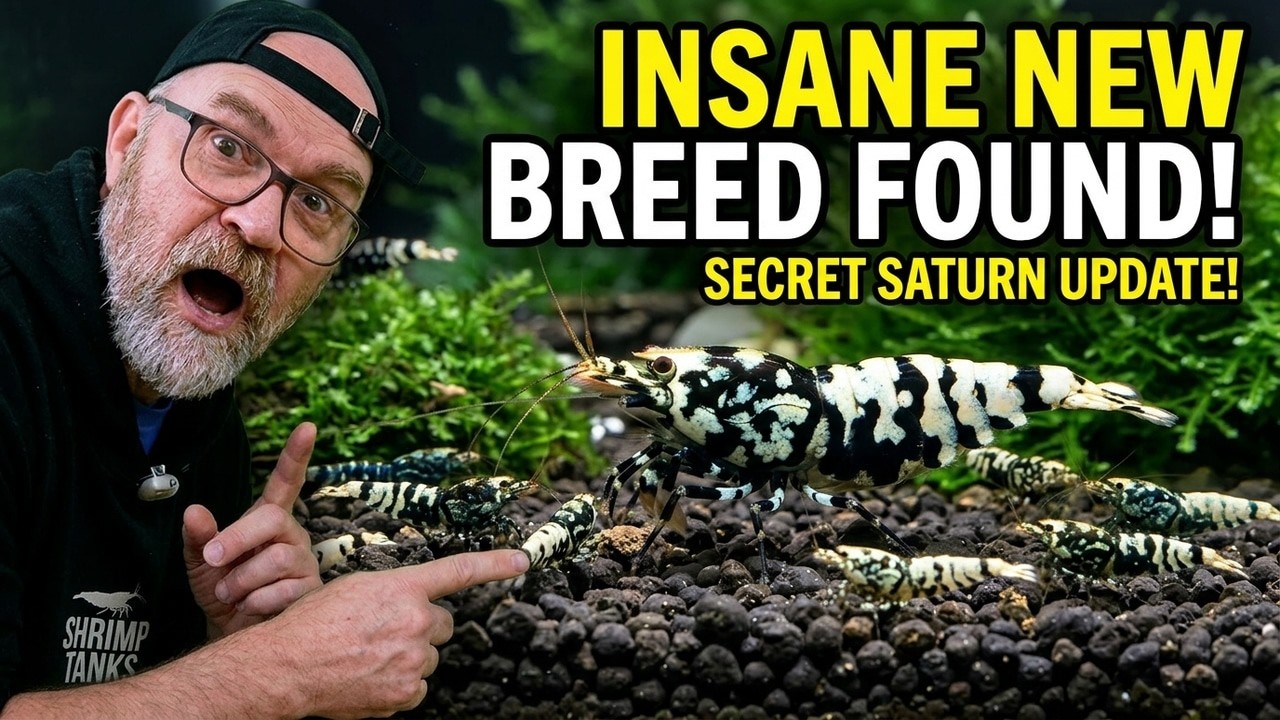 How To Breed Shrimp - Blue Steel X Zebra Pinto #3 - - Shrimp Keeping ...