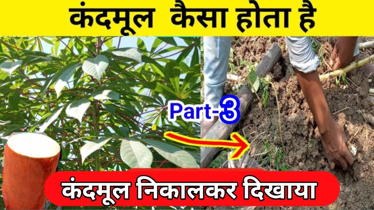 कंदमूल फल कैसा होता है|| कंदमूल निकालकर दिखाया||कंदमूल रामकांदा का पौधा ...