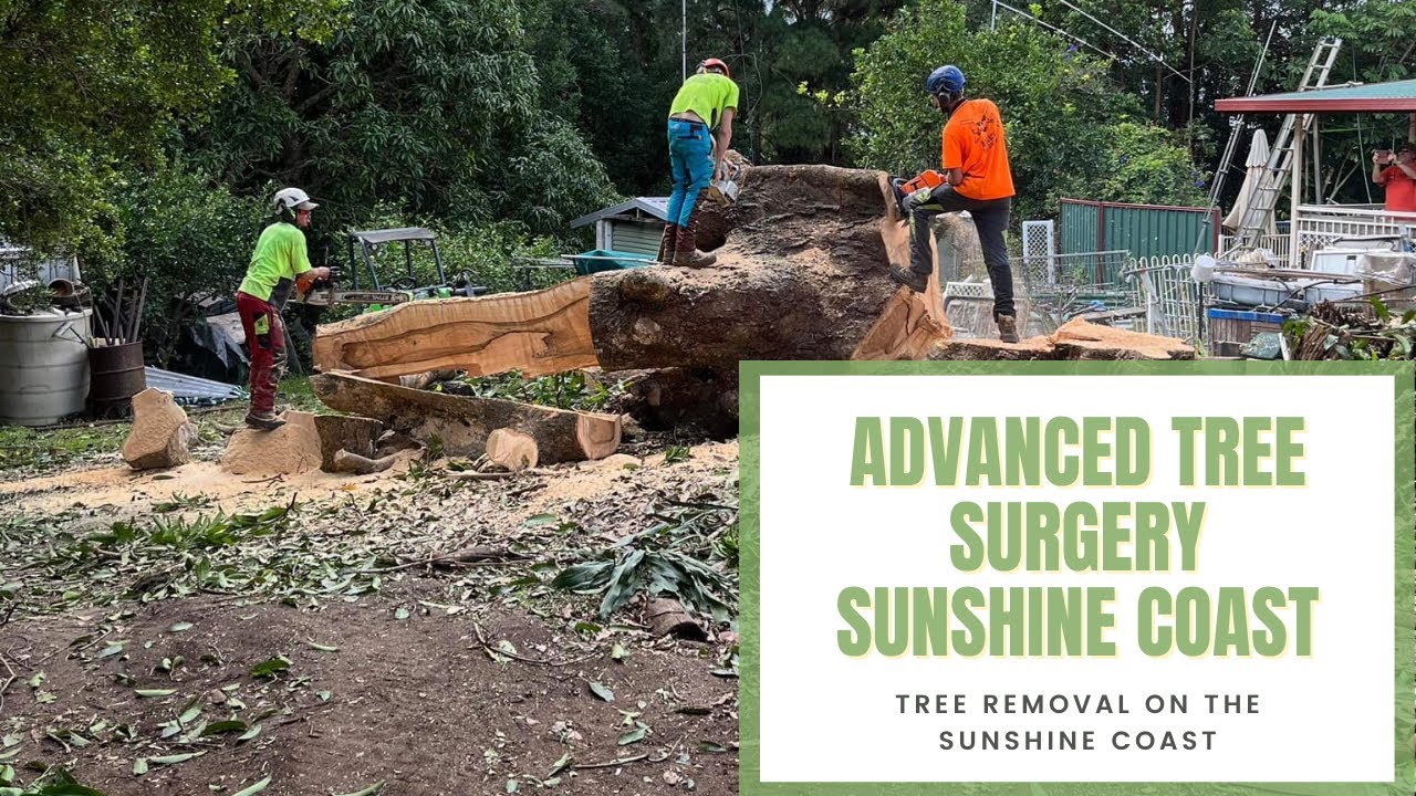Advanced Tree Surgery Sunshine Coast - Tree Service Near Me | Tree ...