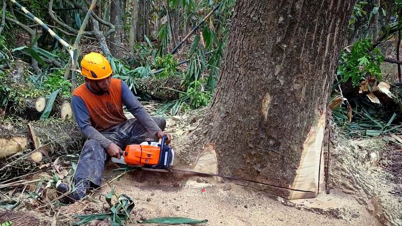 daily work cutting tamarind trees made of solid table - with a stihl ...