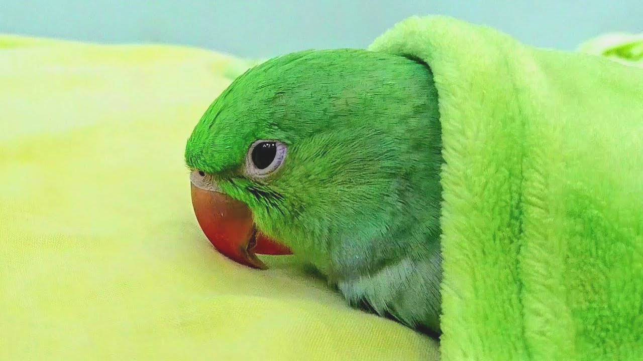 Super Cute Baby Parrot Sleeping - YouTube