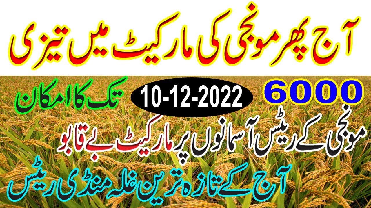 Dhan ka rate today |Monji rate today |Munji ka rate today | Rice price ...