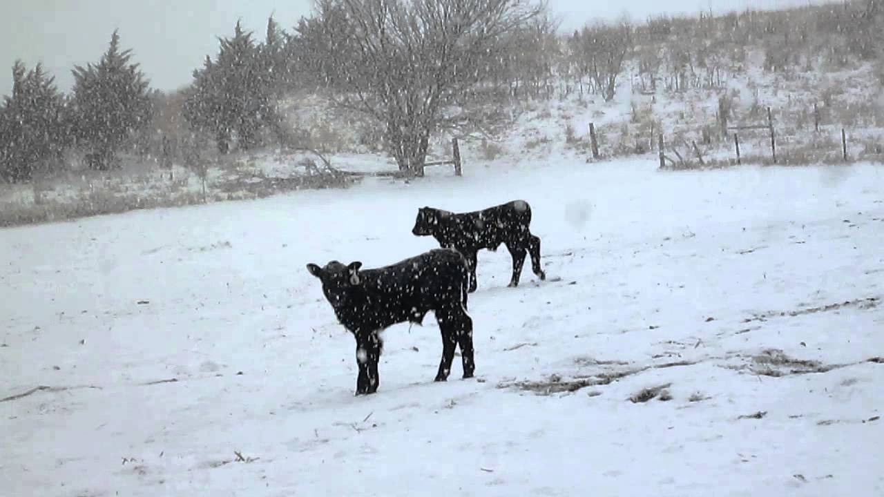 Frolicking Calves - YouTube