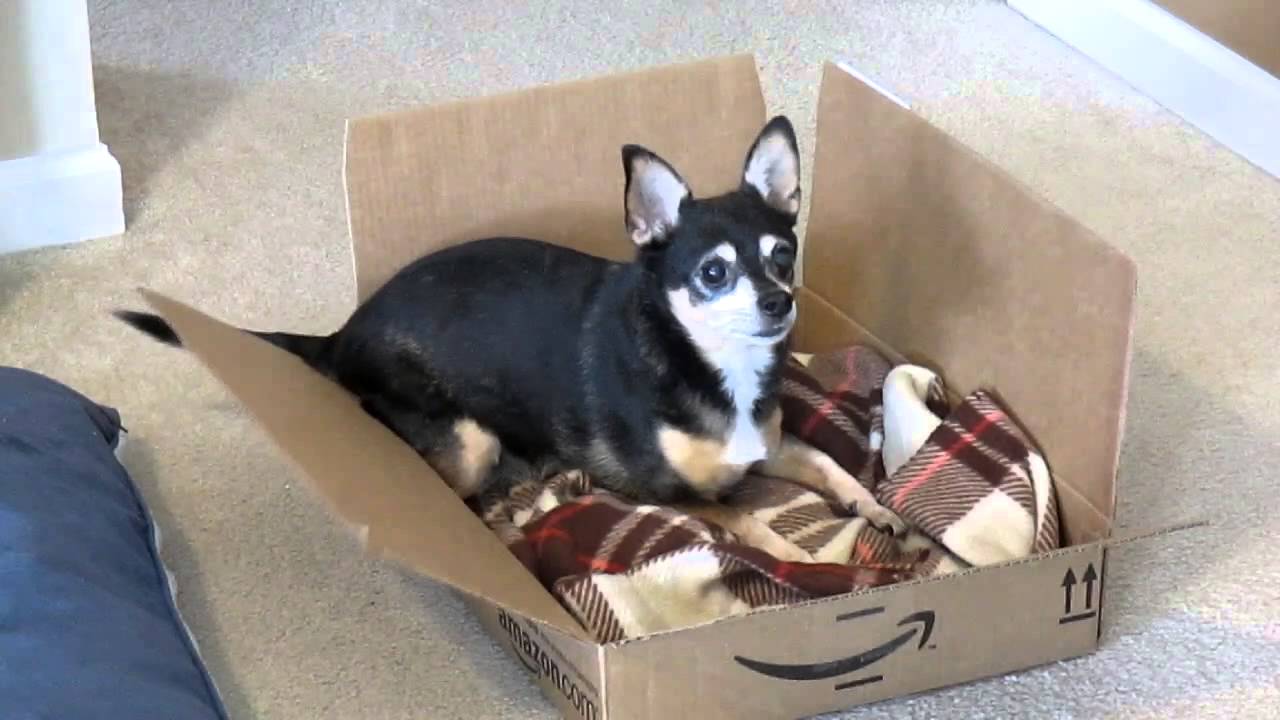 Doggylocks and the 3 Dogs for Indy Mutt Strut 2014 - Ravage as ...