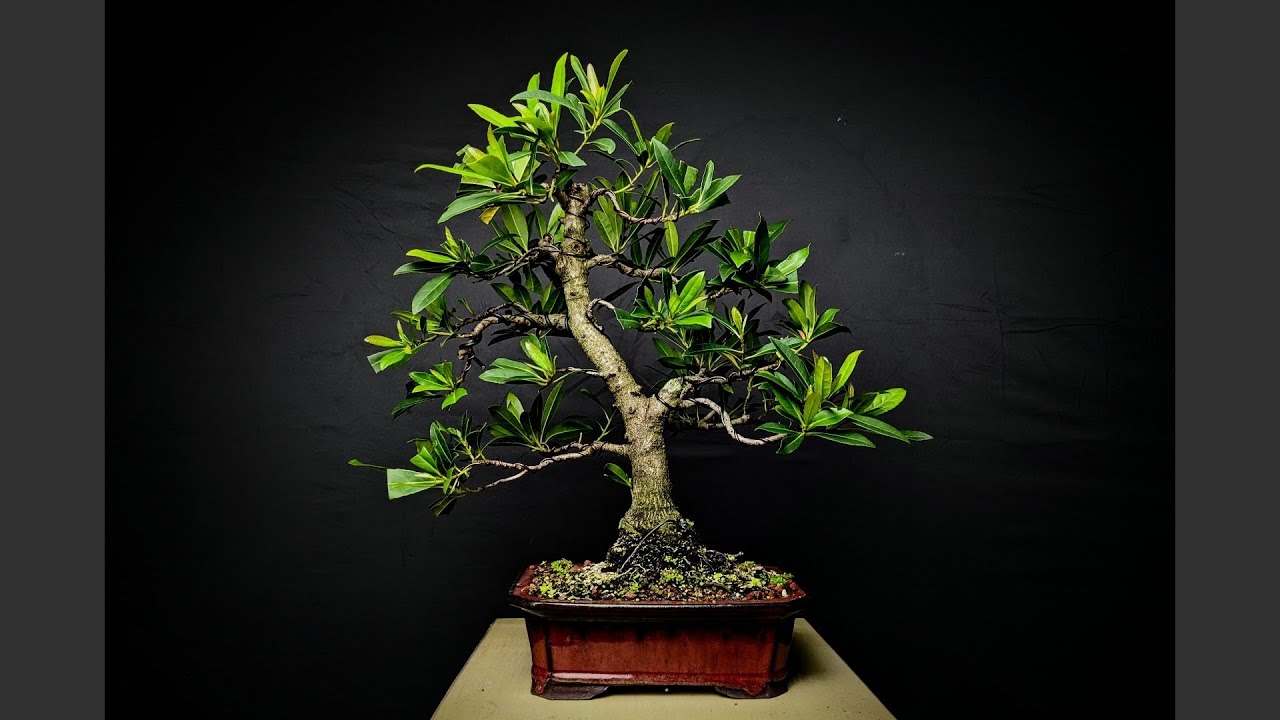 Bonsai Styling: Japanese Blueberry - Year Two - YouTube