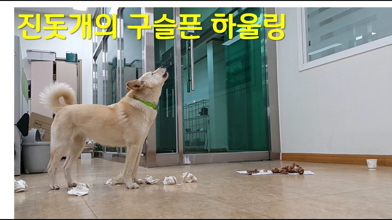 처음보는 진돗개의 하울링 L 공장 진돗개 집을 치우는 동안 혼자 있기 심심할까 봐 제 목소리를 녹음해 블루투스 스피커로 들려줬더니 본 적 없는 구슬픈 하울링을 한다 ㅣ슬픔