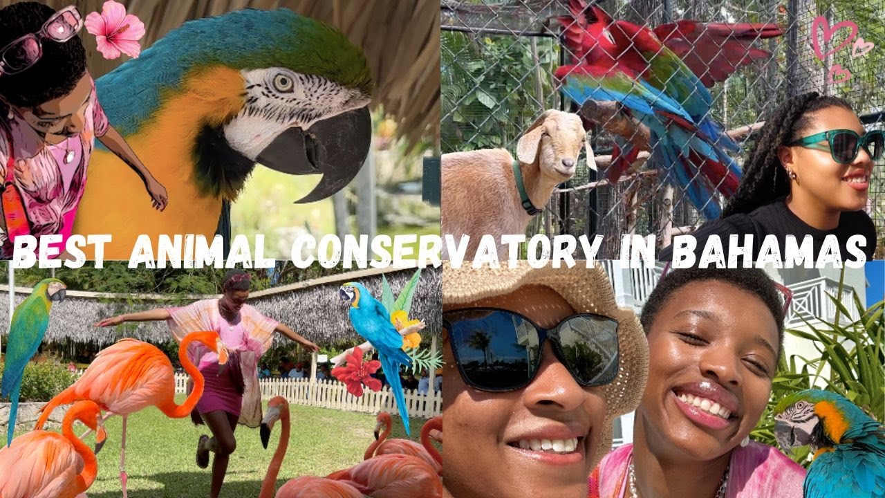 BEST ANIMAL CONSERVATORY IN BAHAMAS | I HELD A BAHAMIAN BOA CONSTRICTOR ...