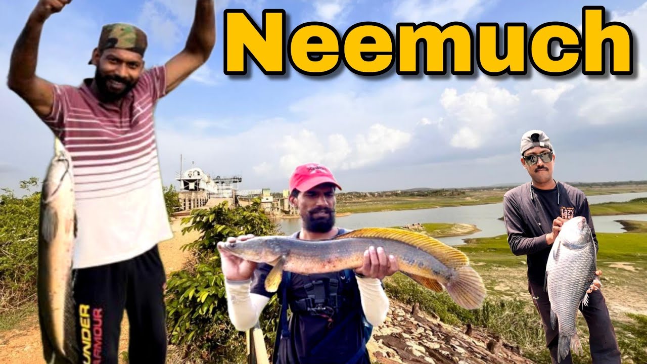 नीमच | पहली बारिश में चढ़ने वाली मछली | big snakehead fish 🐟 🎣 | monsoon fishing - YouTube