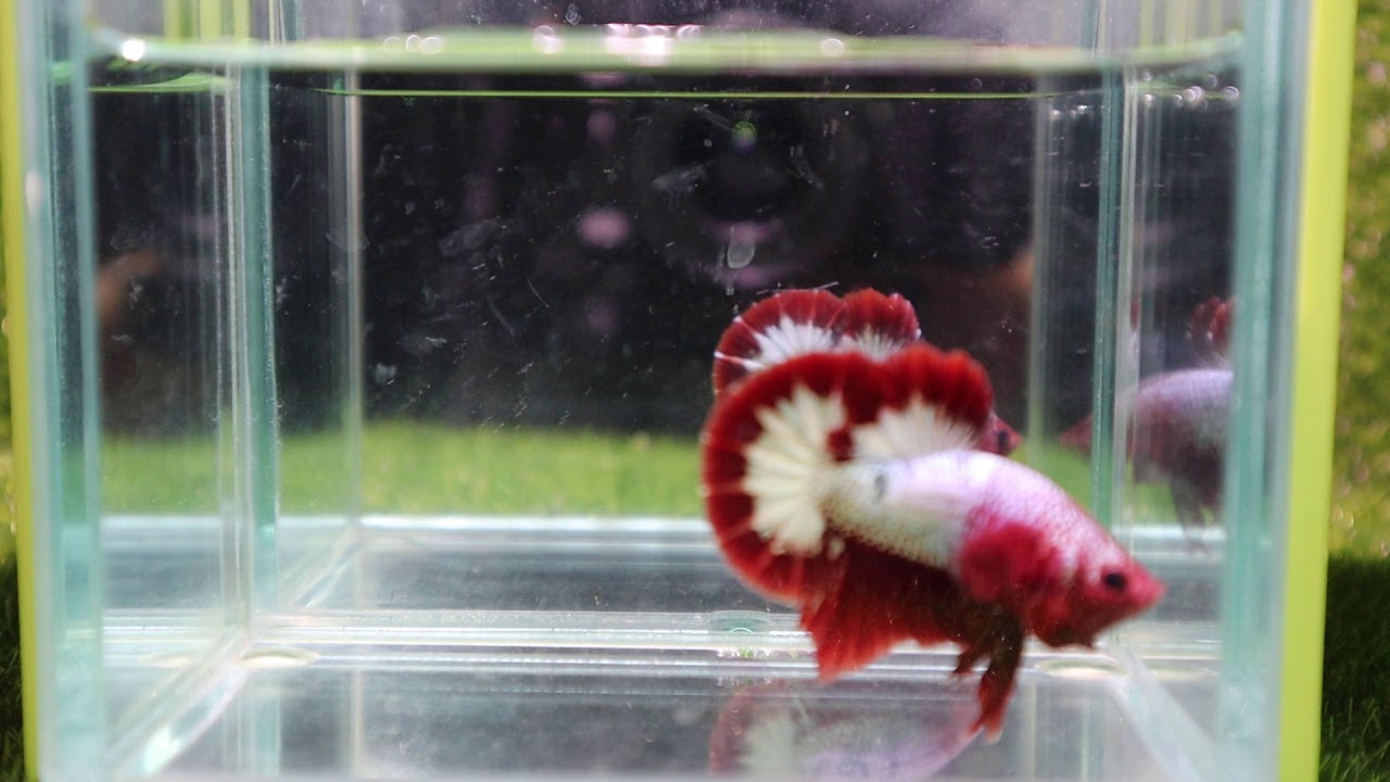 [14_A3]Live Betta Fish High Quality HMPK Male Red FCCP 📸Video Included📸 - YouTube