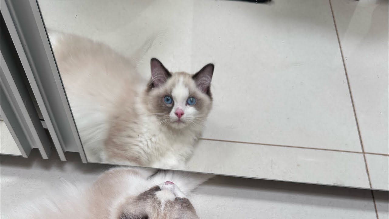 Novo membro da família ! Phillip ! #ragdolls #ragdoll #ragdollshorts ...