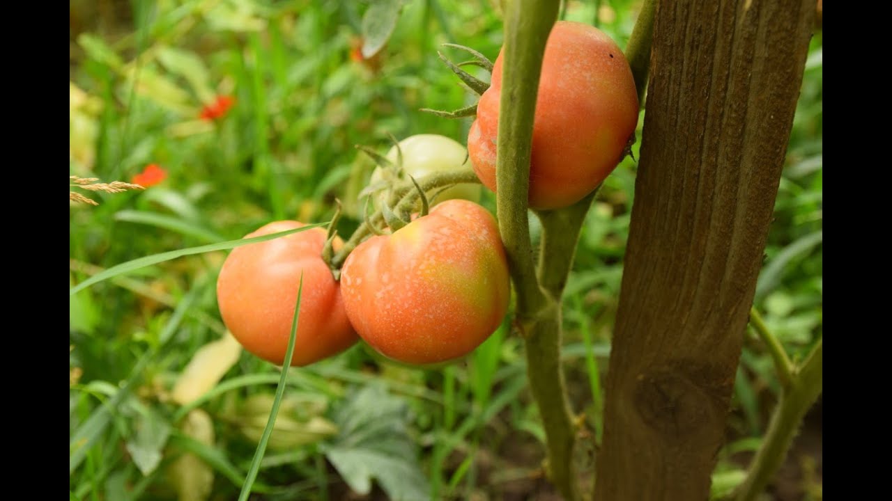 Siriana f1 hibrid romanesc,rosii Buzau in solar si in gradina. - YouTube