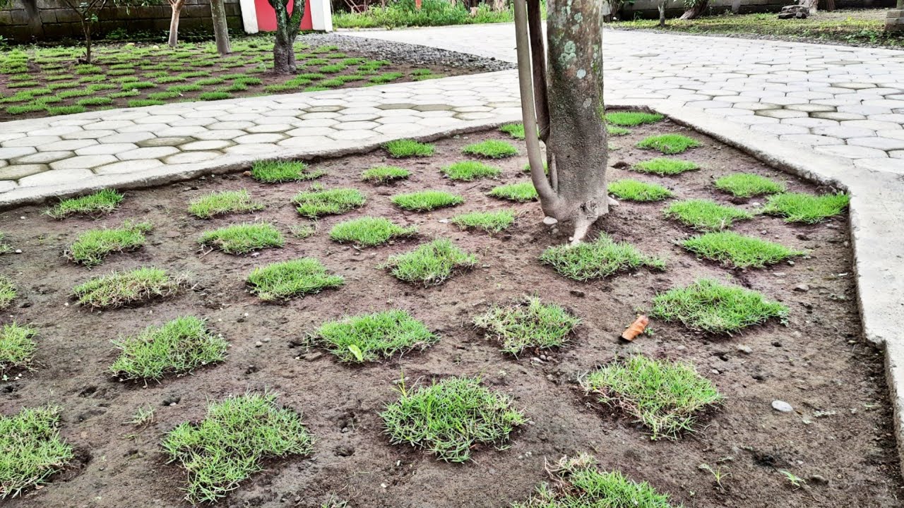 Cara Menanam Rumput Manila Atau Jepang Di Halaman Rumah Dengan Bibit ...