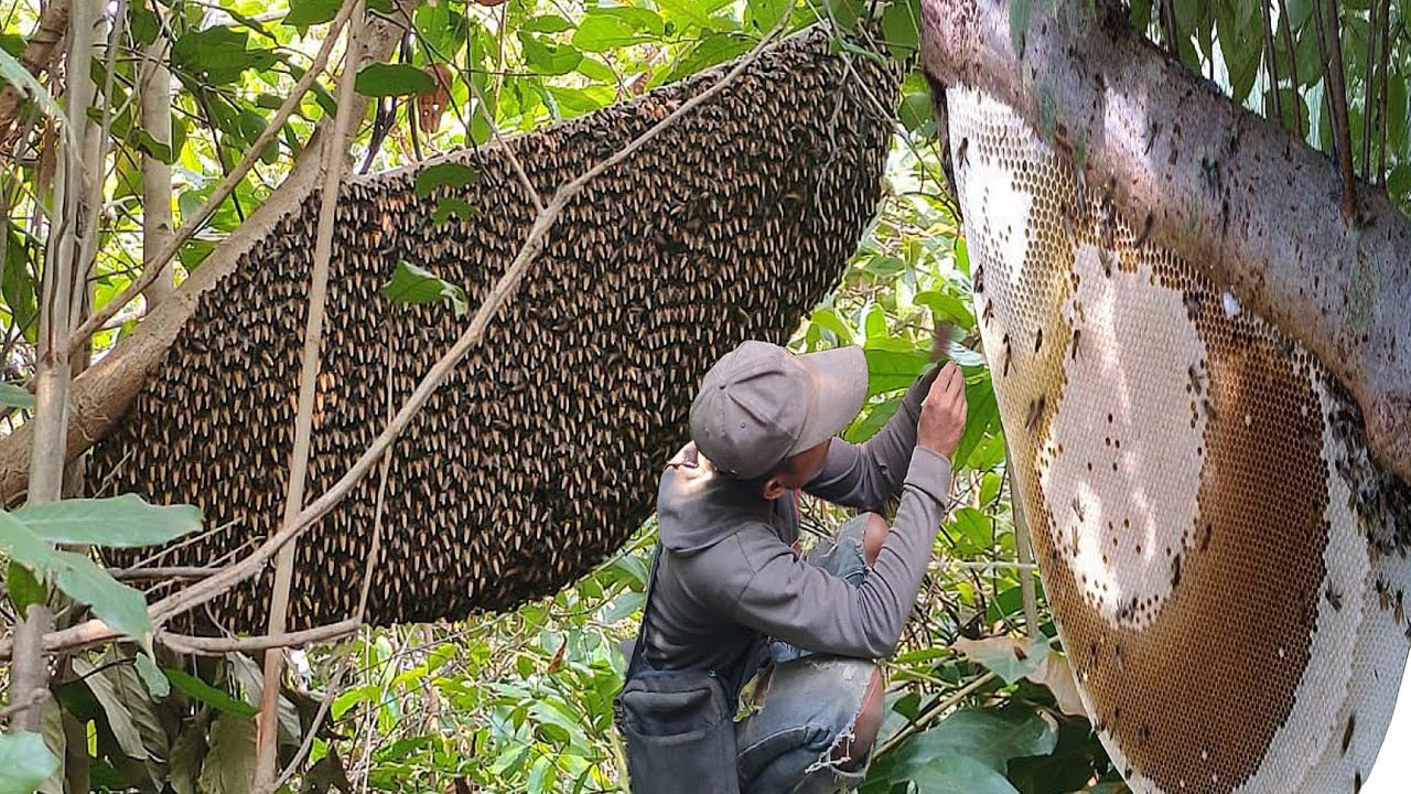 How to pretend to be a fierce bee to put and chase us thousands of wild ...