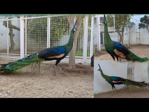 green java peacock| java peacock| top quality green java peacock| khagga waild Birds farm - YouTube