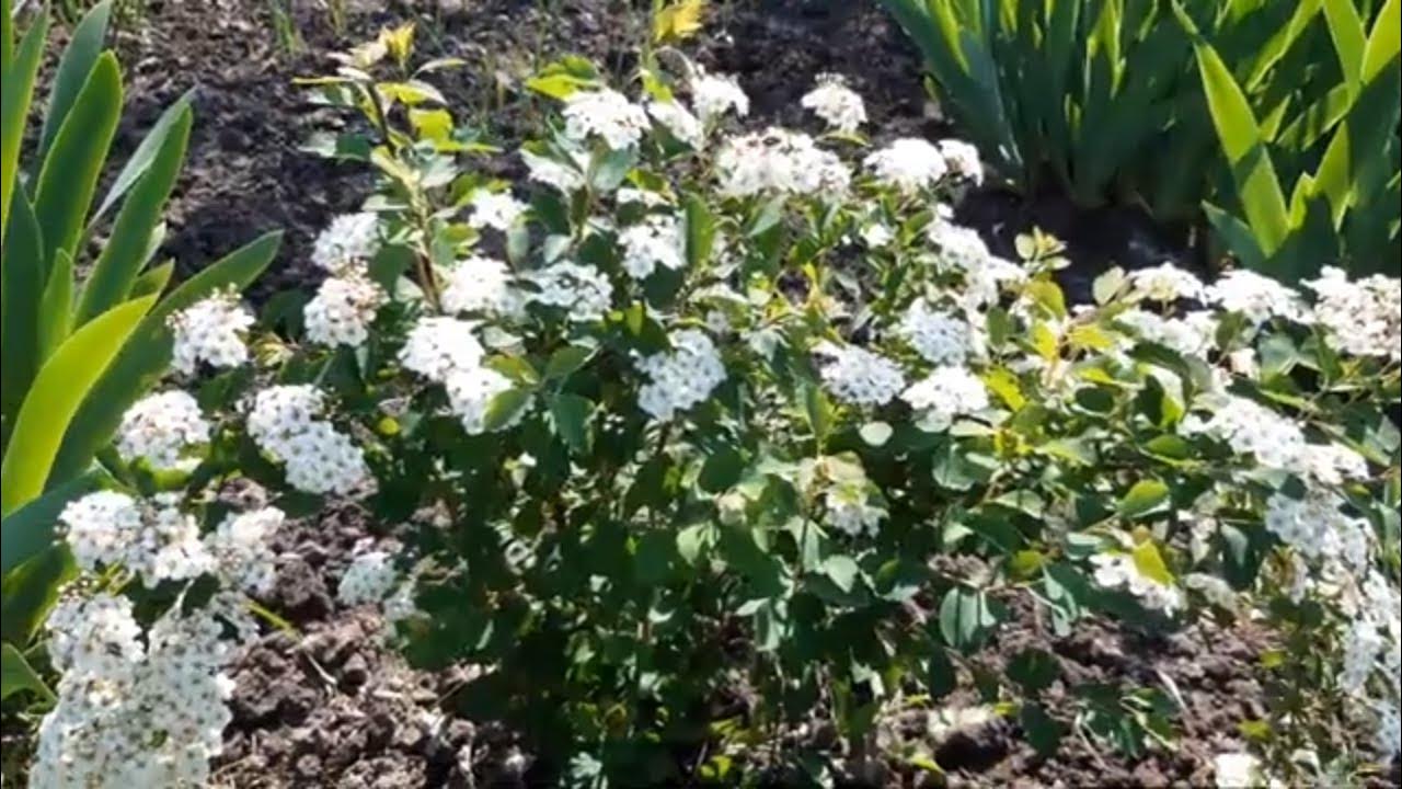 БІЛА СПІРЕЯ або СПІРЕЯ ВАНГУТТА із ЧЕРЕНКА 2023 РІК WHITE SPIREA or ...
