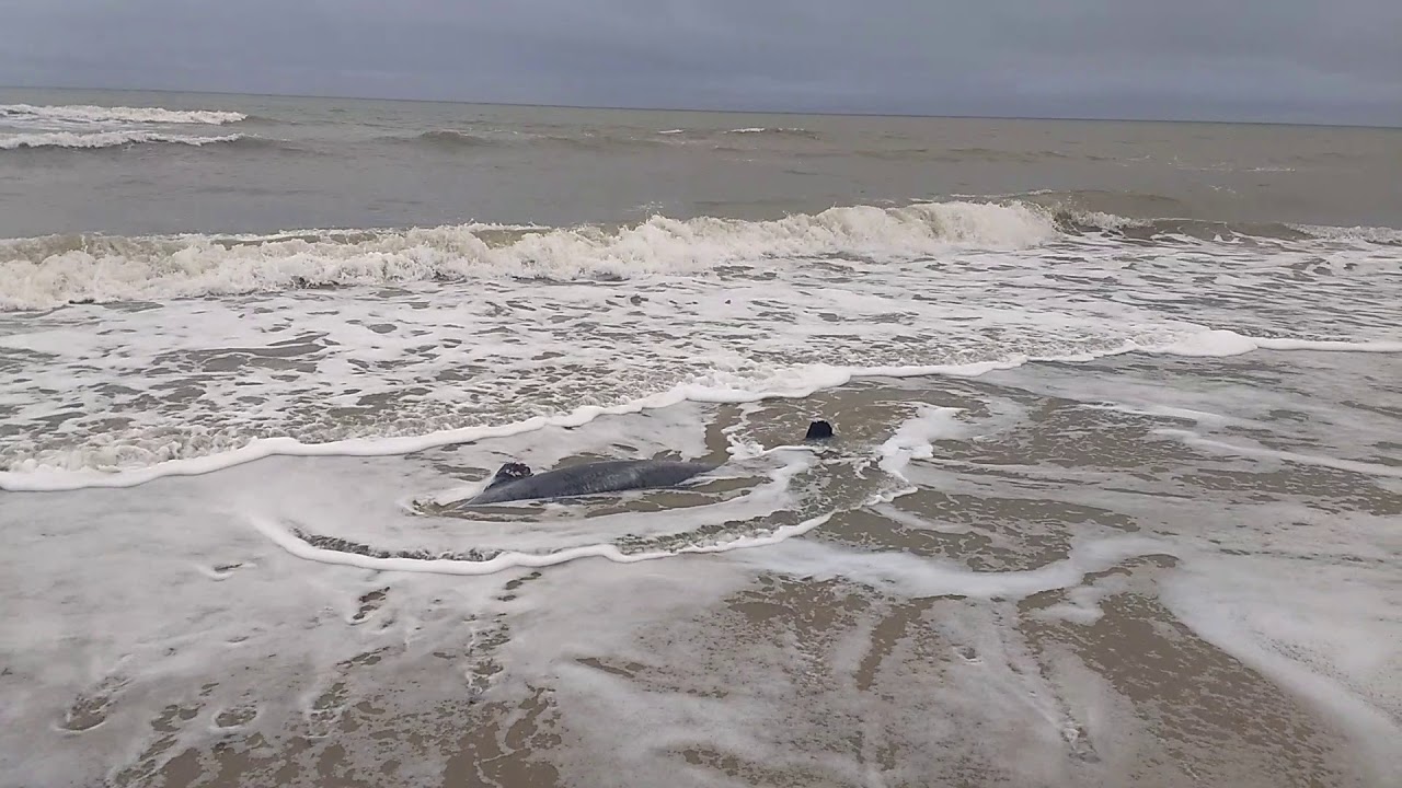 TV Glad For Fugle - delfin er strandet på Nordstrand - YouTube