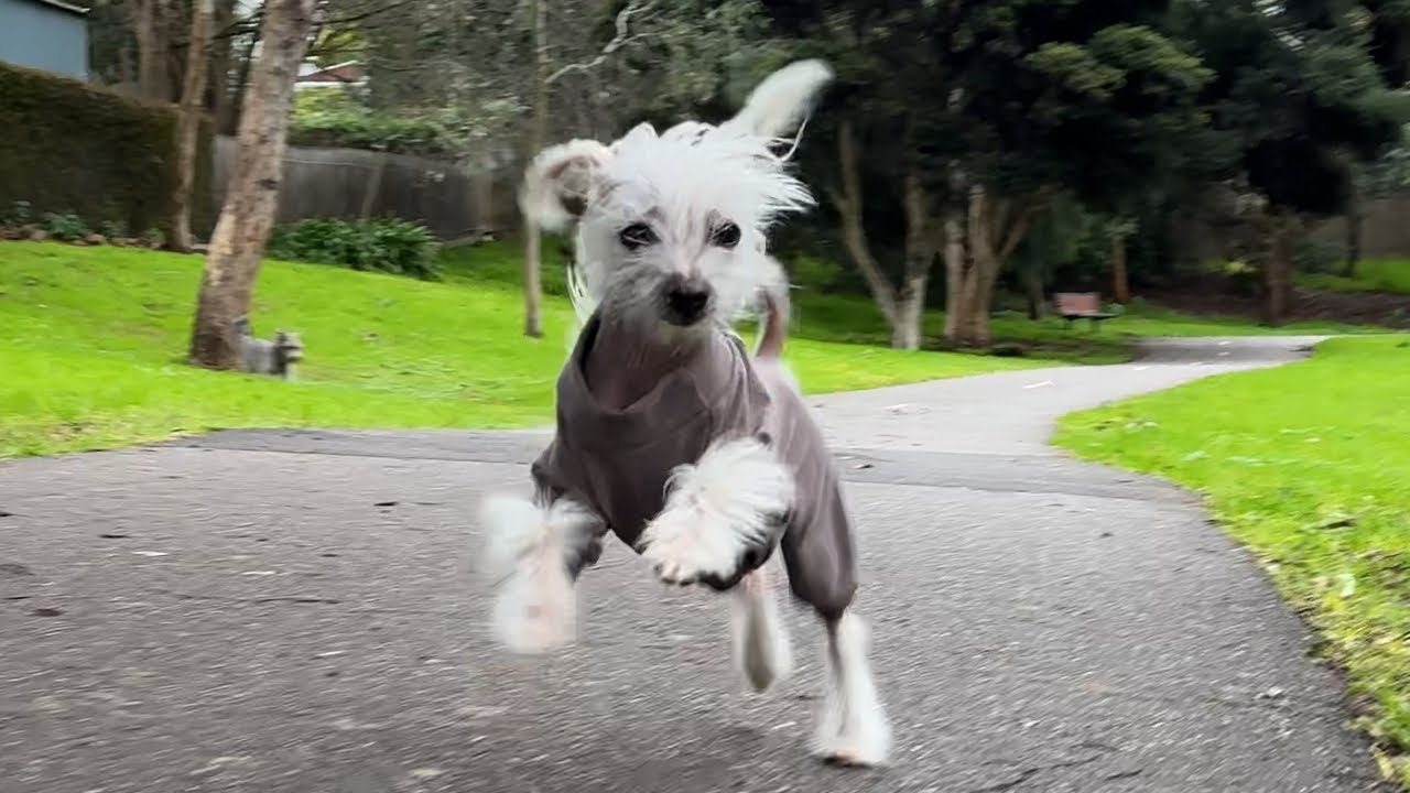 Another Day at Planet Dog — 29 🌏 🐶 - YouTube