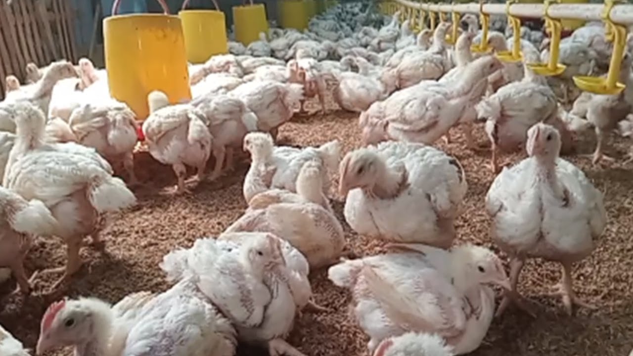 Cara Ayam Boiler Berebut Makanan#abksanjaya #chicken #animals - YouTube