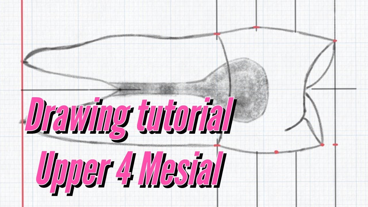 drawing mesial of upper 4 tutorial - YouTube