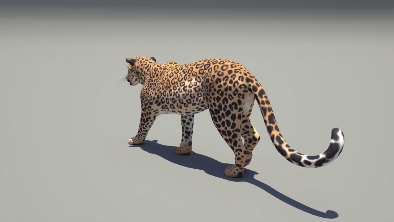 Leopard Walk Cycle v2 - YouTube