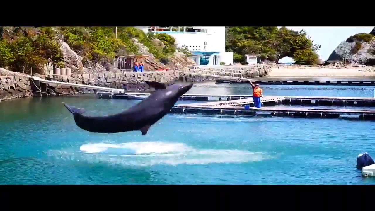 Wakayama 29 [Taiji town] 和歌山太地町くじら博物館ほか - YouTube