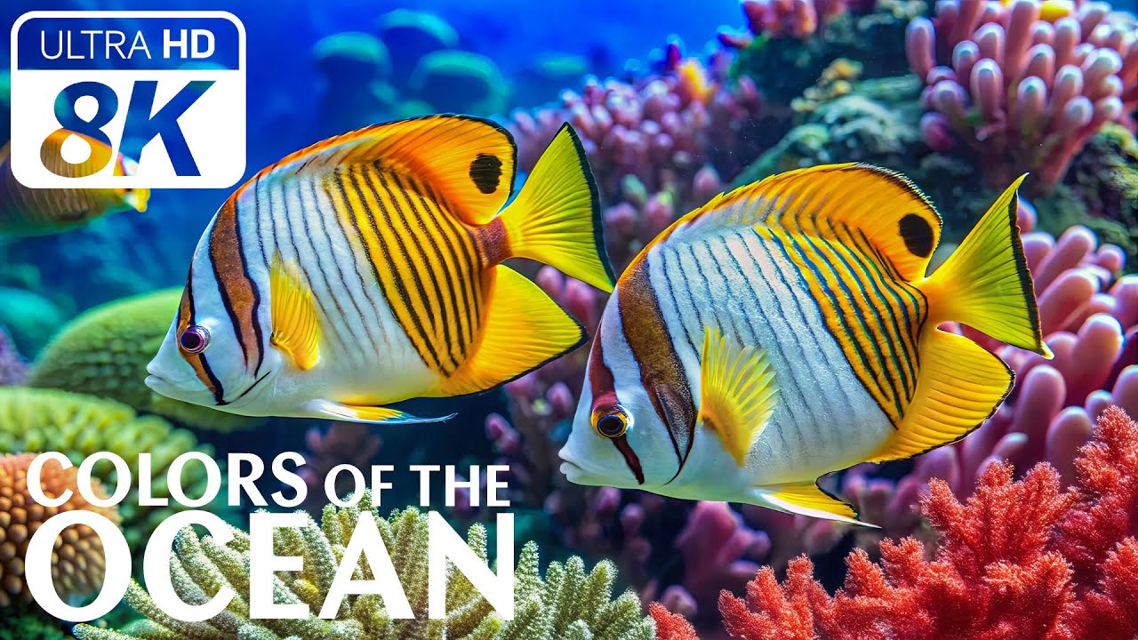 Aquarium 8K VIDEO (ULTRA HD) 🐠 Amazing Beautiful Coral Reef Fish ...