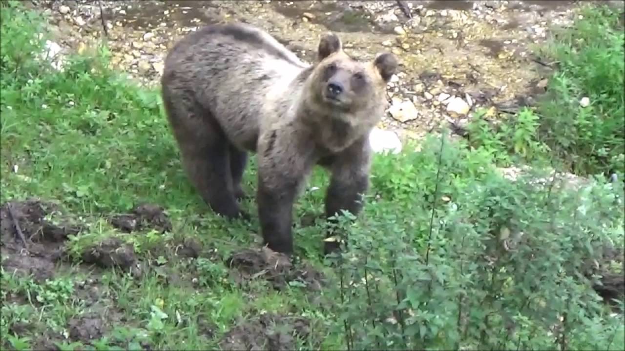 Oso marsicano, oso del Parco Nazionalle d'Abruzzo (Italia) - YouTube