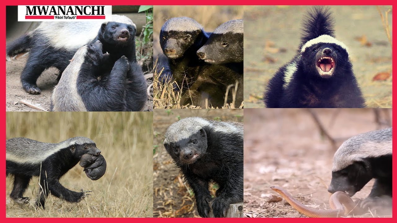 SIMULIZI ZA MWANANCHI: NYEGERE MNYAMA MWENYE WIVU WA MAPENZI KAMA ...