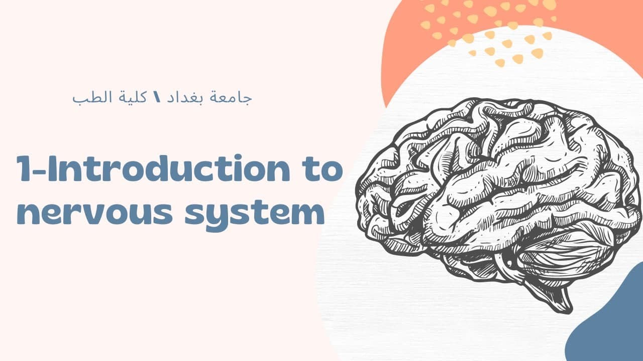 Neurophysiology: Introduction to the nervous system (1) - YouTube