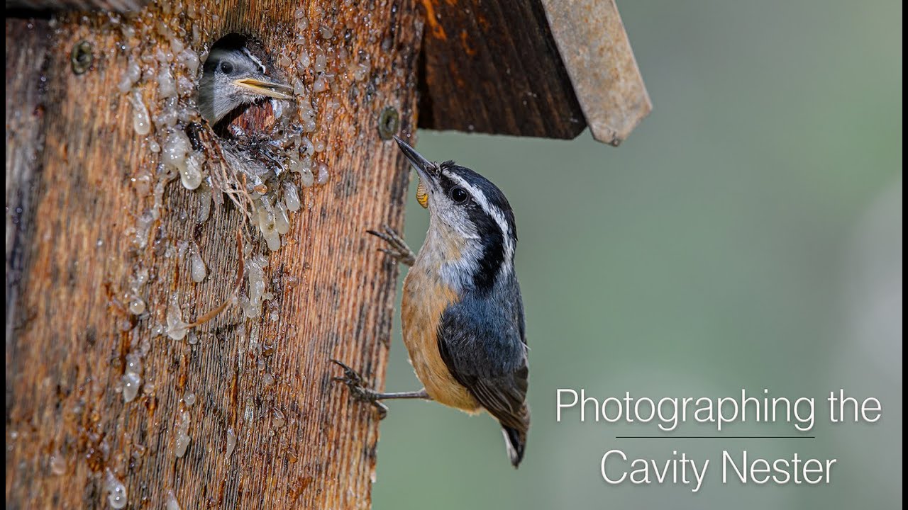 Photographing the Cavity Nester - YouTube