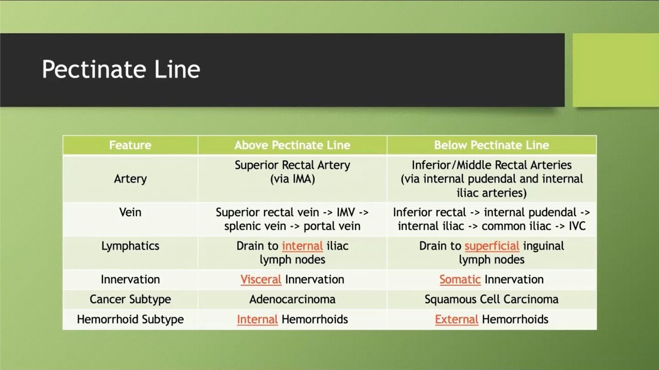 Rectum Anatomy/Physiology - YouTube