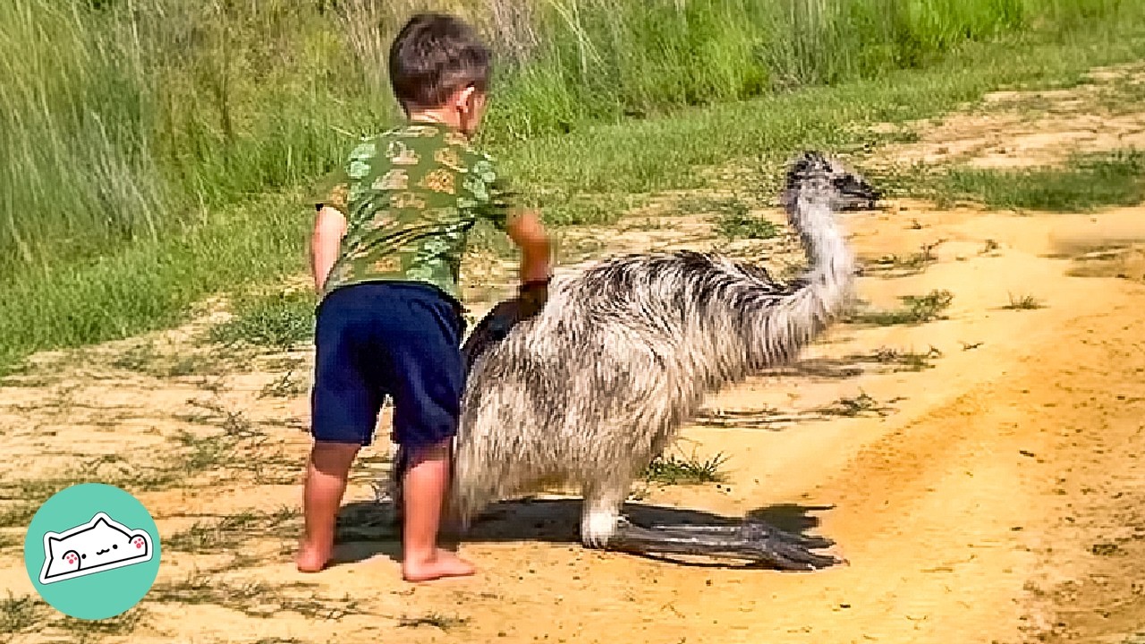 Boy Visits His Emu Friend First Thing Every Morning | Cuddle Buddies ...