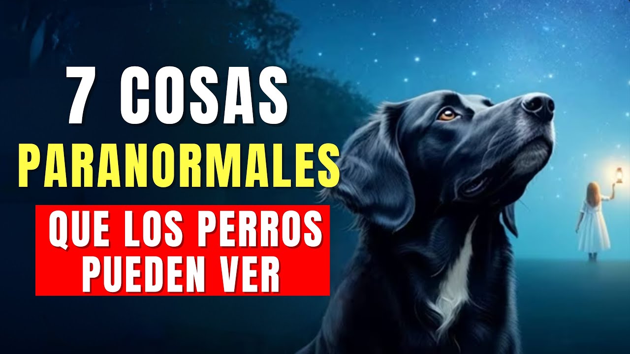 7 COSAS PARANORMALES QUE LOS PERROS PUEDEN VER (Y TÚ NO) - YouTube