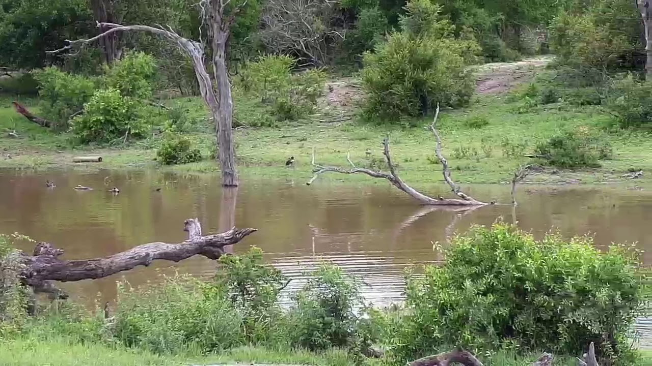 Djuma: Sights and sounds - 09:46 - 01/12/2020 - YouTube