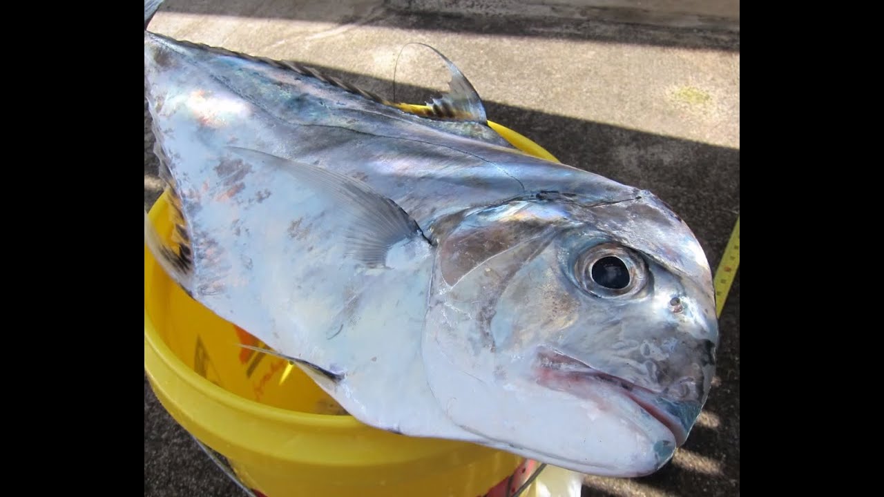 Hawaii Fishing Methods: Dunking Basics Part 2 - Setting up a pole - YouTube