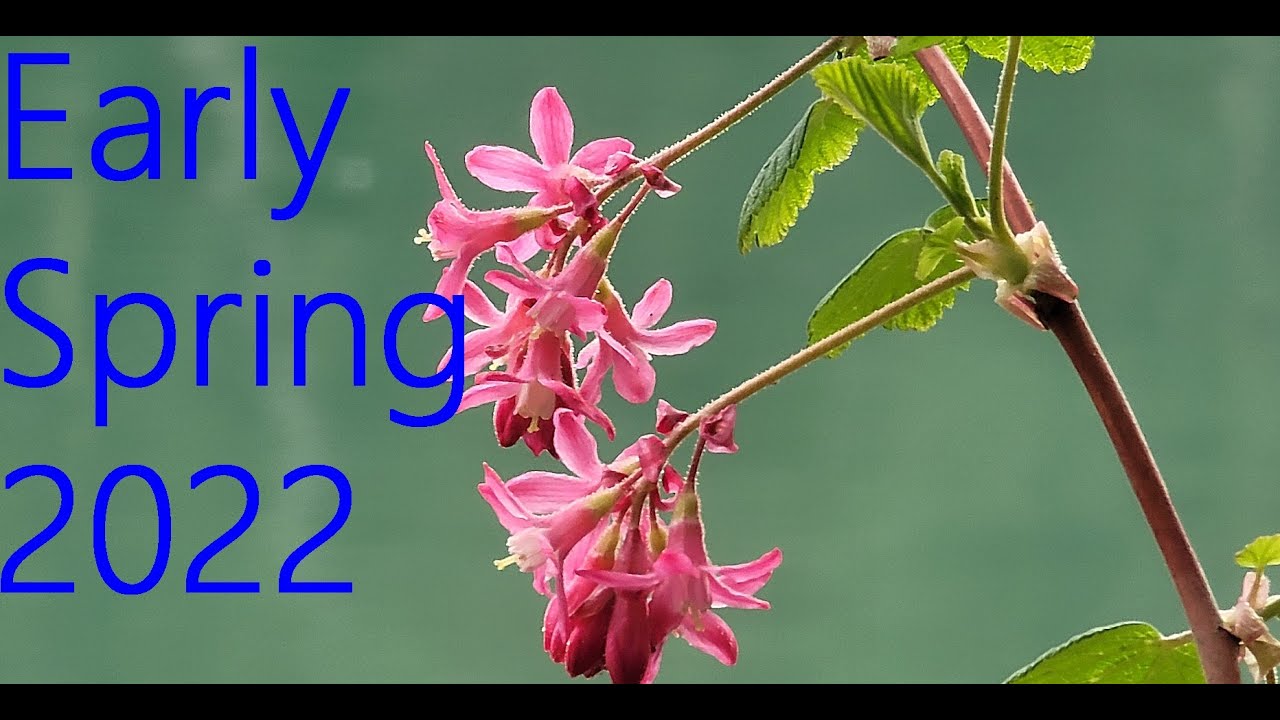 Early Spring 2022 in The Fourth Corner - YouTube