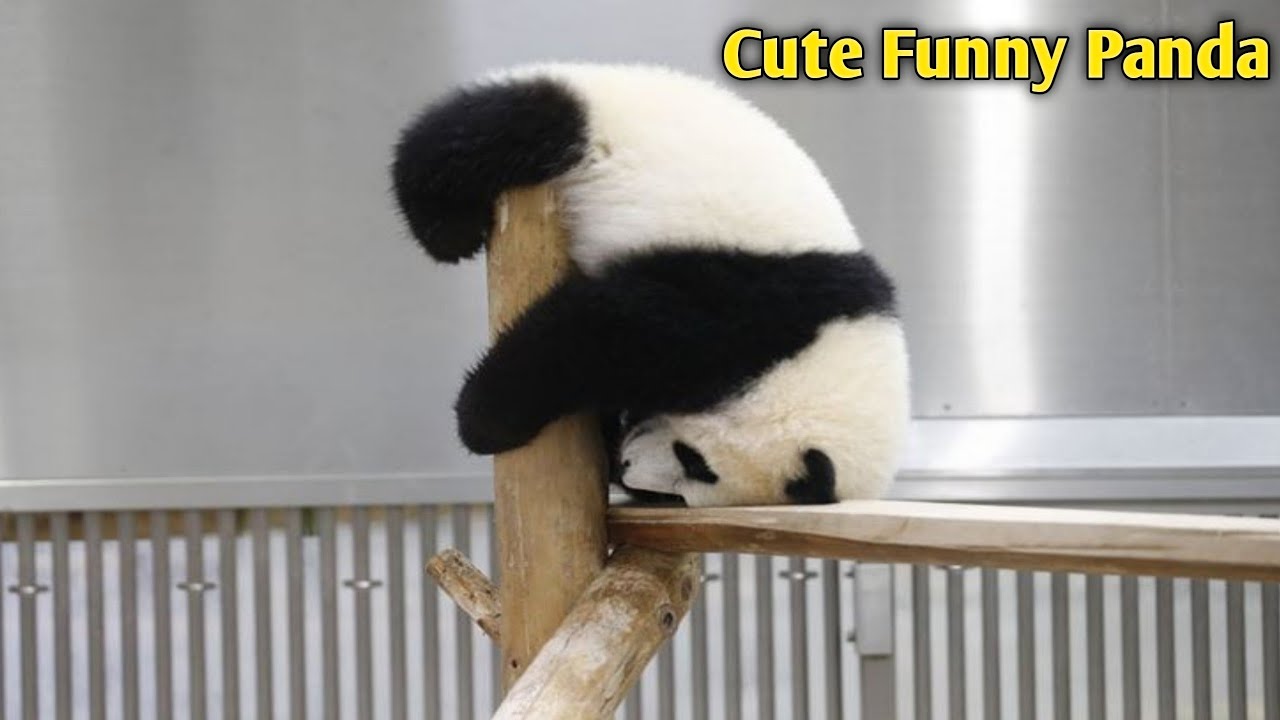 Soo😍Funny And Cute Panda Compilation 🐼- How cute Video 2020 - YouTube