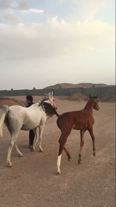 My Arabian horses - YouTube