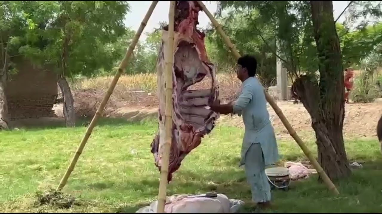 Amazing big camel cutting fast skills full video camel cutting skills ...