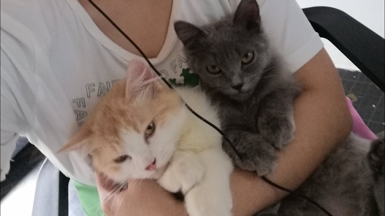 Eating Moment and Playtime with Fur Babies - YouTube
